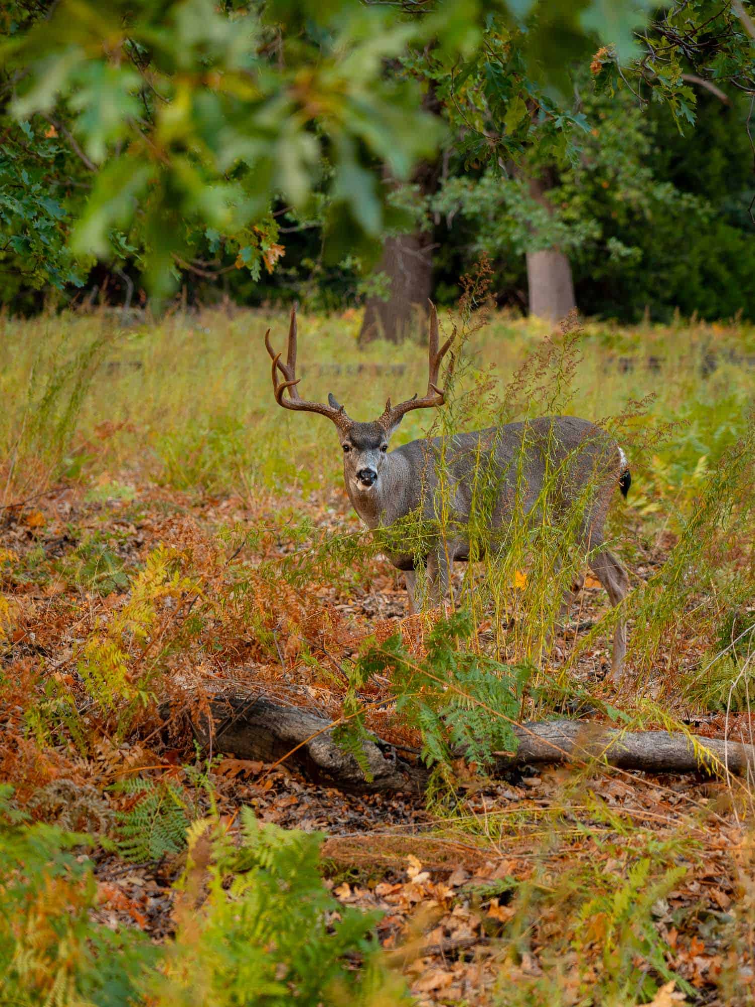 Yosemite in October: Fall Foliage, Hiking, and What to Expect