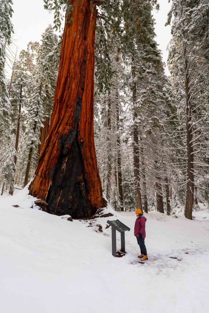 How To Visit Sequoia National Park: A First-Timer’s Guide