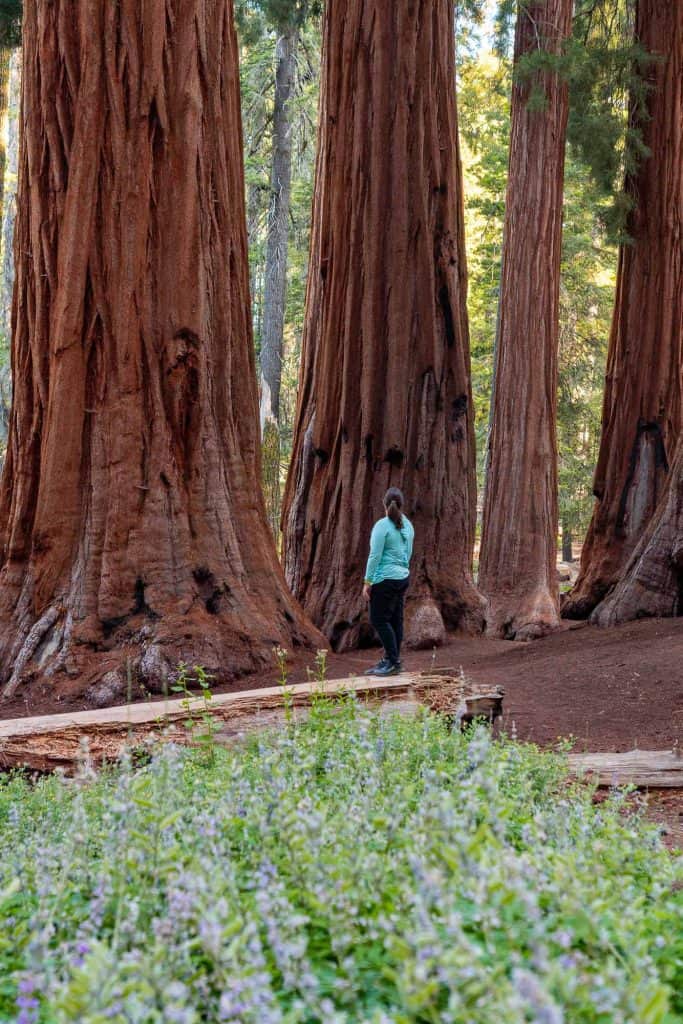 How To Visit Sequoia National Park: A First-Timer’s Guide
