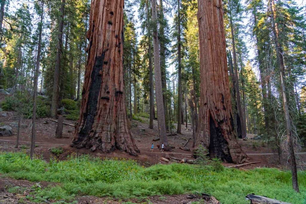 How To Visit Sequoia National Park: A First-Timer’s Guide