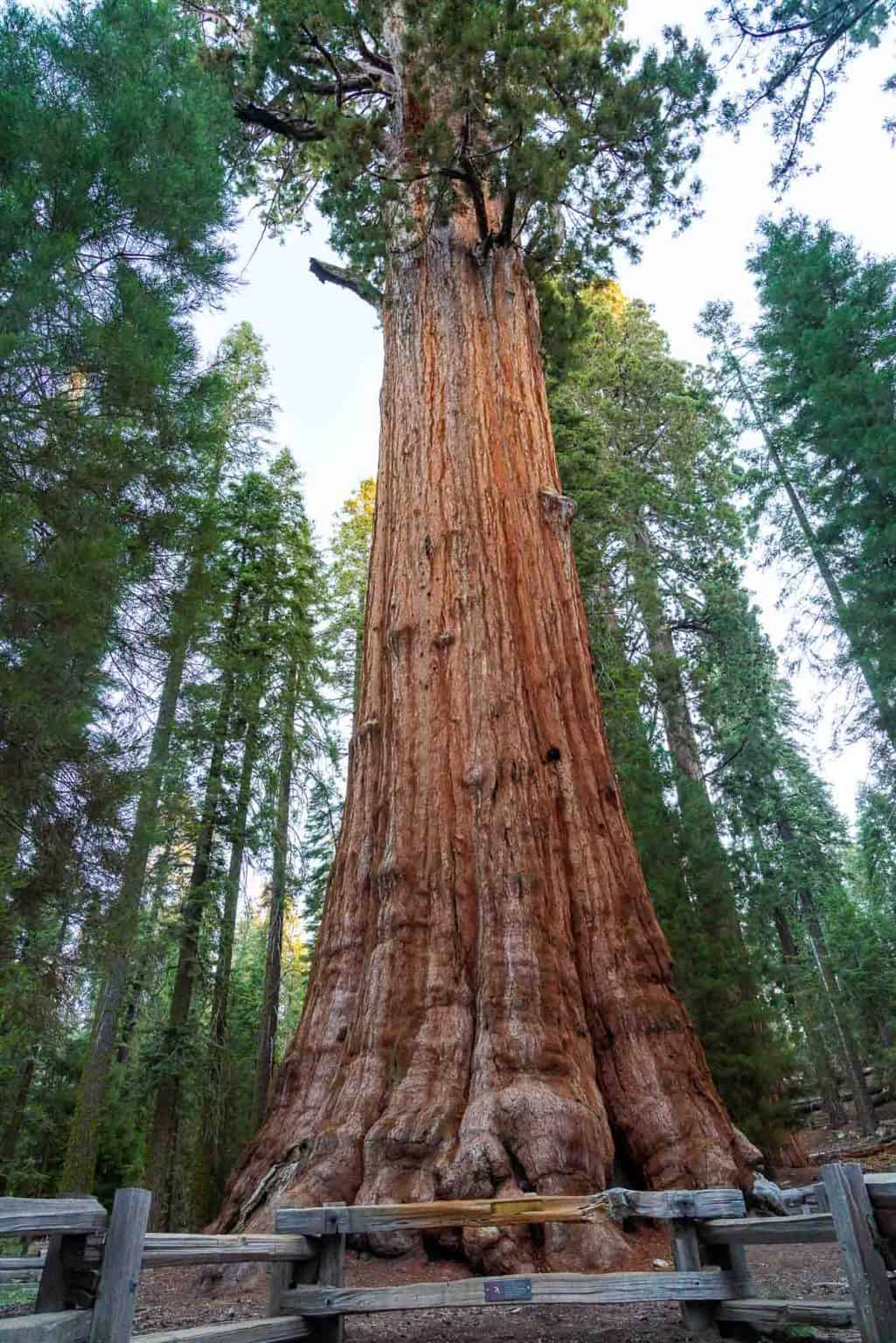 How To Visit Sequoia National Park: A First-Timer’s Guide