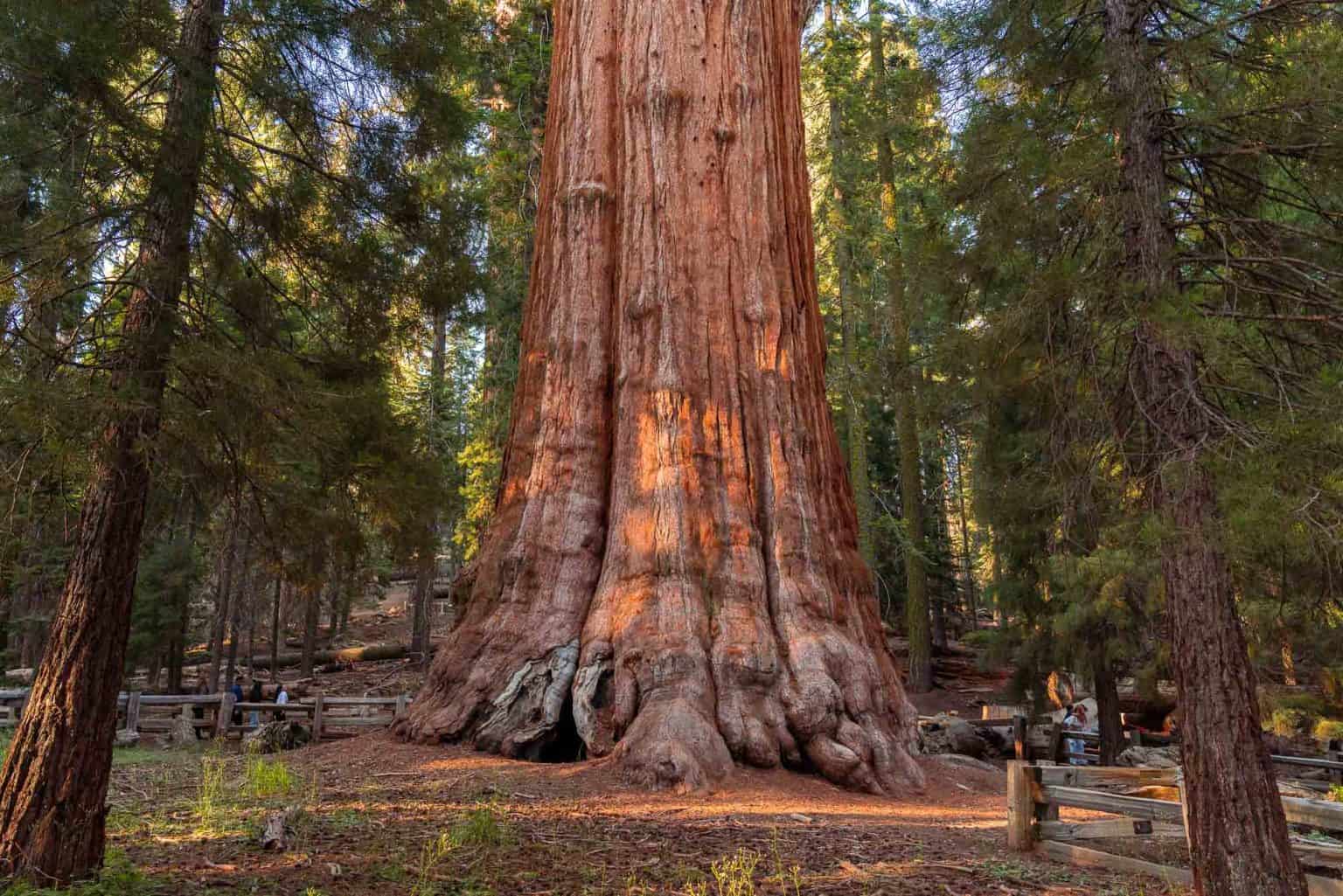 How To Visit Sequoia National Park: A First-Timer’s Guide