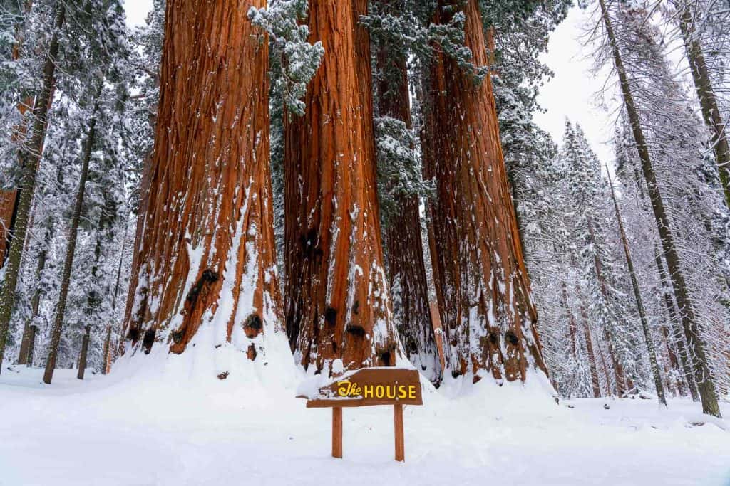 1 Day Sequoia National Park Itinerary for First Timers