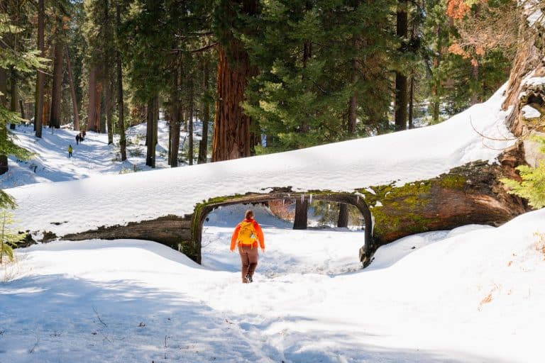 1 Day Sequoia National Park Itinerary for First Timers
